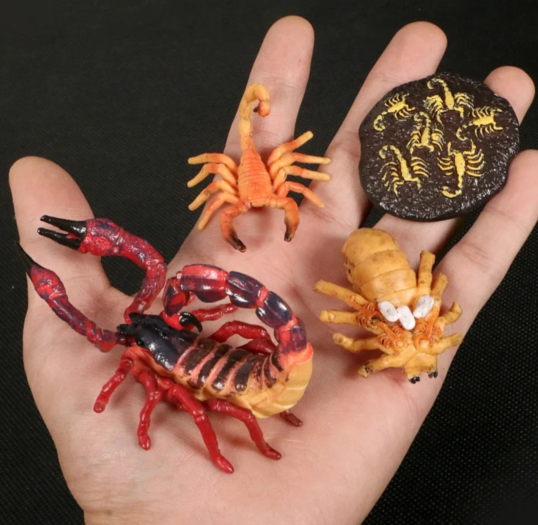 Scorpion Life Cycle For Kids